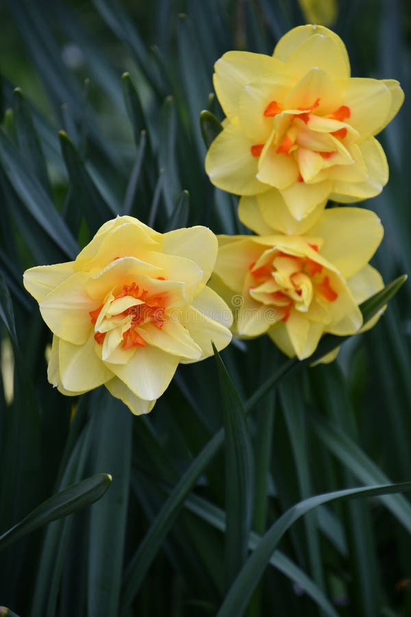 Beautiful Colorful Daffodils Stock Photo - Image of nature, greenery ...