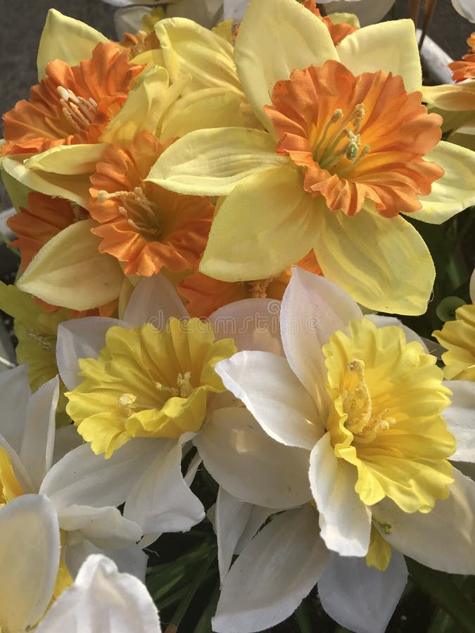 Beautiful Colorful Daffodils Stock Image - Image of connecticut, group ...