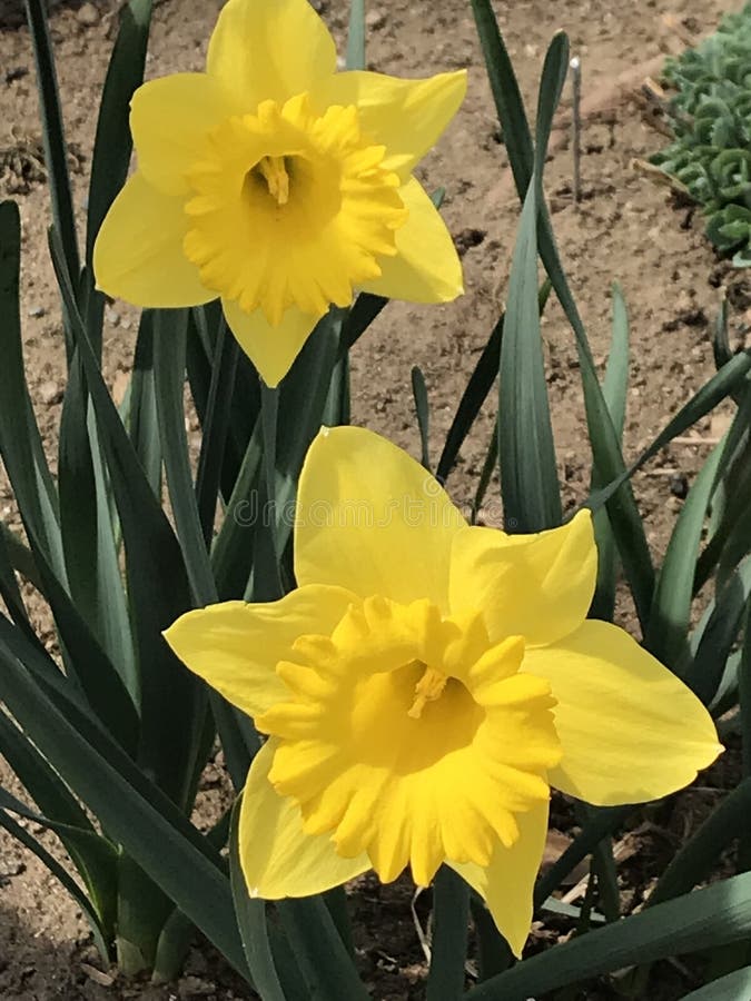 Beautiful Colorful Daffodils Stock Image - Image of nature, colorful ...