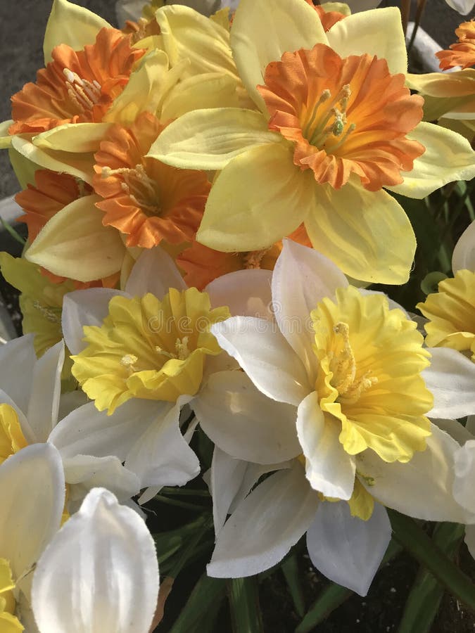 Beautiful Colorful Daffodils Stock Photo - Image of growth, colorful ...