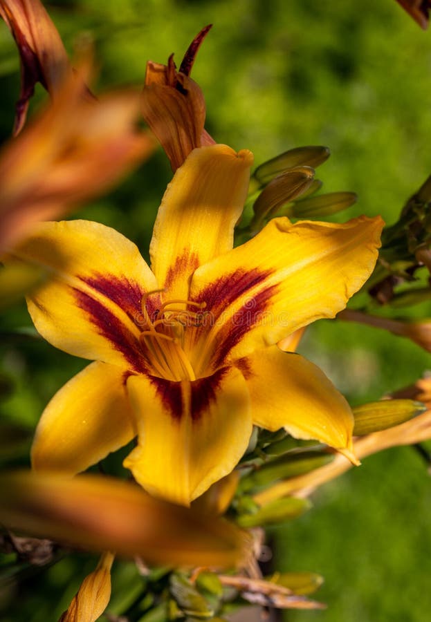 Beautiful Colorful Daylilies in a Flower Bed Stock Photo - Image of ...