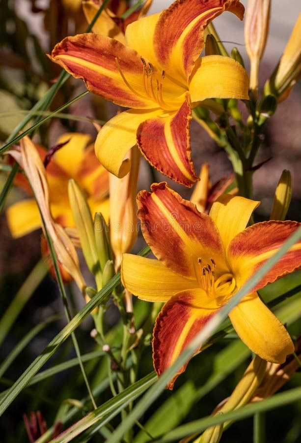 Beautiful Colorful Daylilies in a Flower Bed. Stock Photo - Image of ...