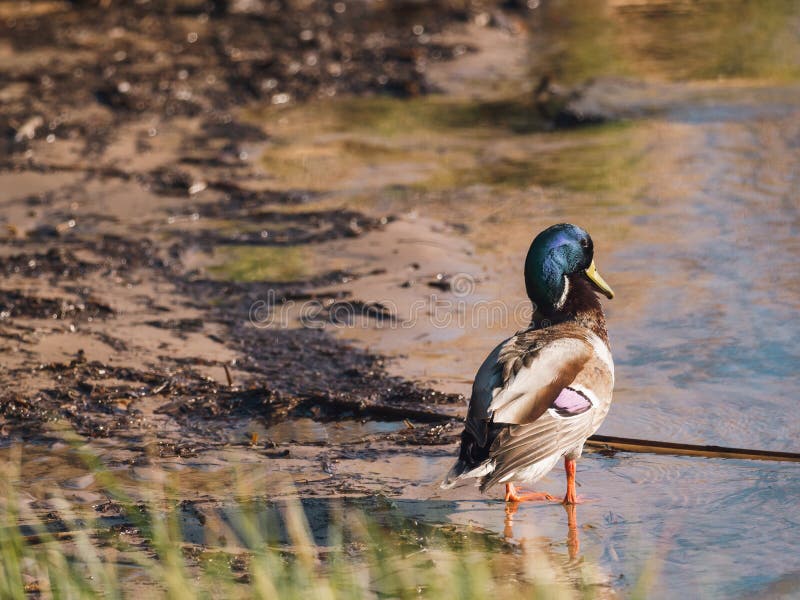 Beautiful Colorful Drake on the Shore of a Forest Lake Stock Image ...