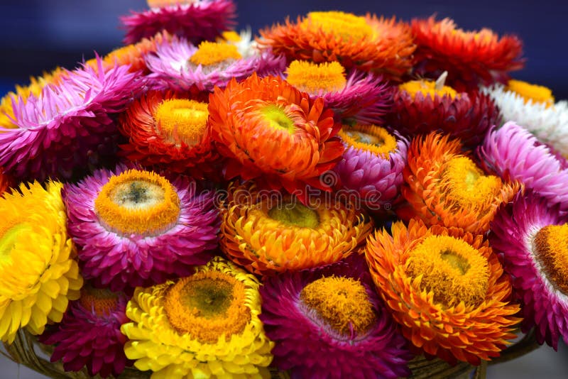 Beautiful of Colorful Dry Everlasting Flowers Stock Photo - Image of ...