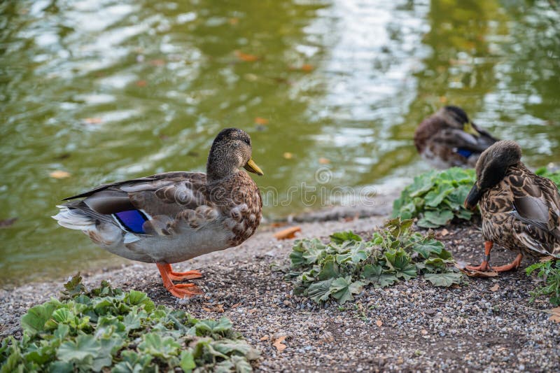 Beautiful and Colorful Ducks on the Ground in the Park Stock Photo ...