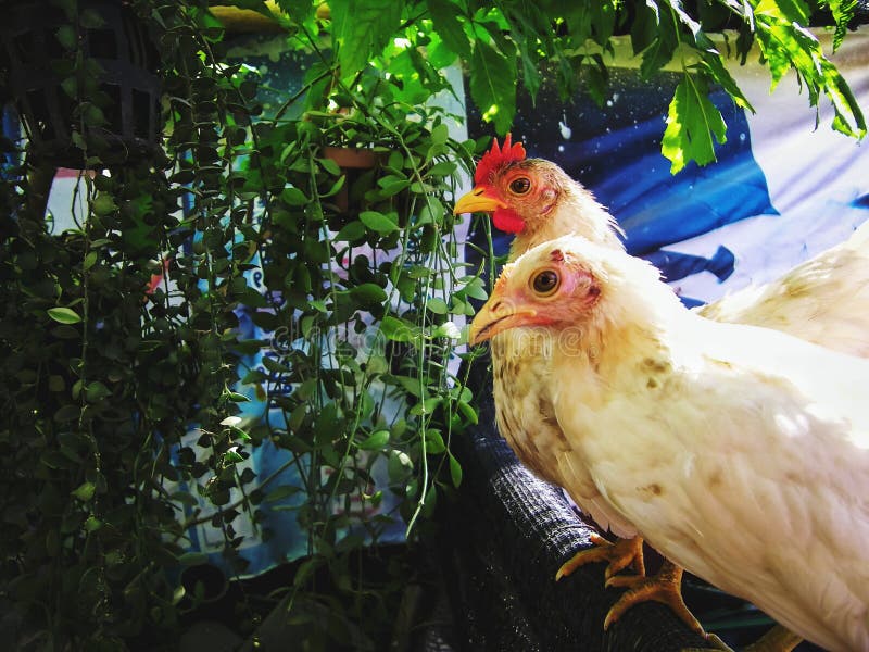 Beautiful and Colorful of the Dwarf Chicken Stock Image - Image of farm ...