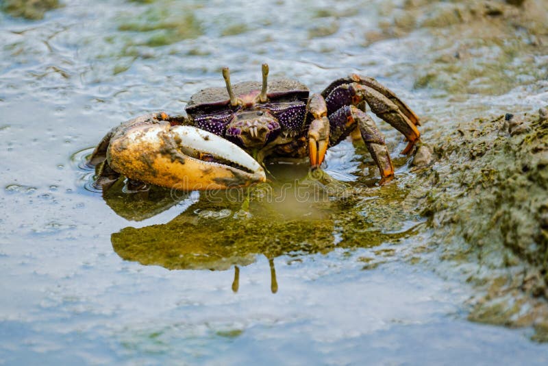 Colorful Fiddler Crabs in the Low Tide Mud Bako Park Borneo Stock Photo ...