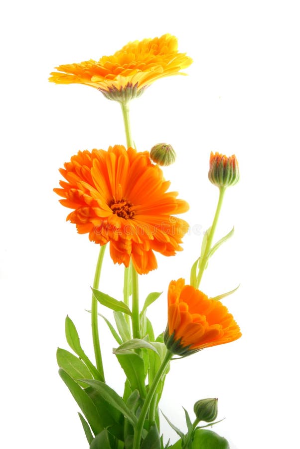 Beautiful colorful flowers stock image. Image of stems - 5572359 Beautiful colorful flowers stock image. Image of stems - 5572359