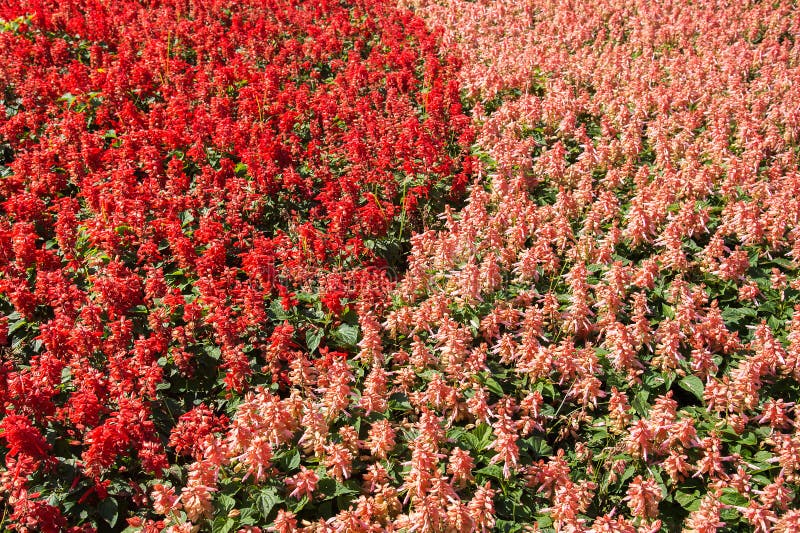 Beautiful colorful flowers stock photo. Image of heaven - 74911820