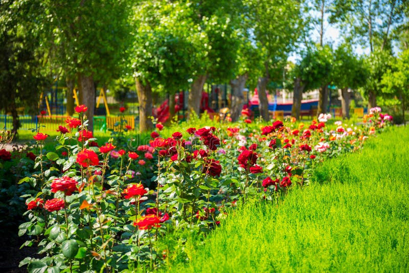 Beautiful Colorful Flowers in the Park Summer View. Stock Image - Image ...
