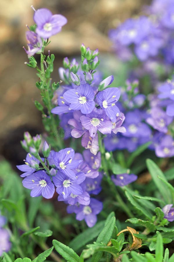 Beautiful colorful flowers stock image. Image of flower - 93774775 Beautiful colorful flowers stock image. Image of flower - 93774775