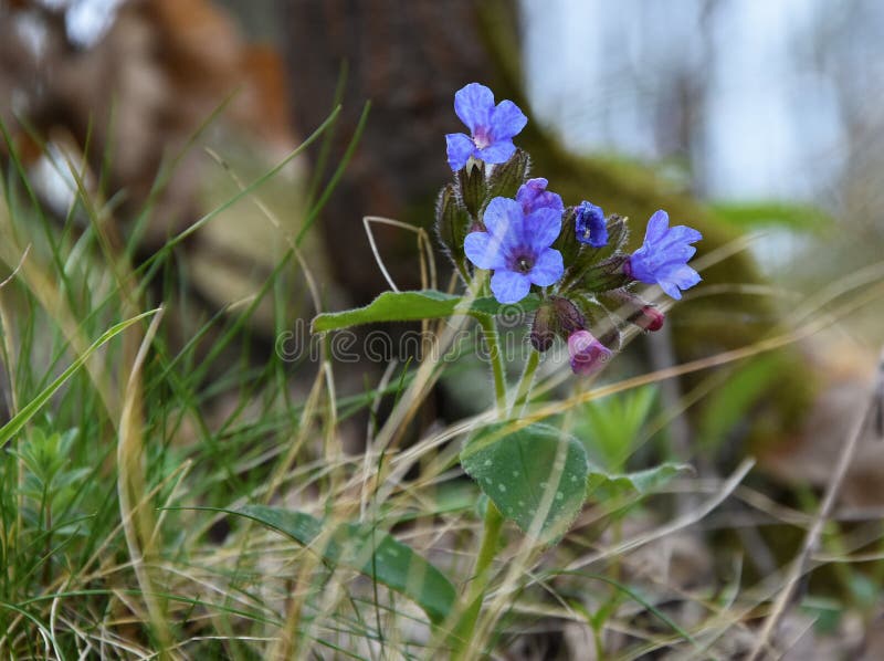 Beautiful Colorful Forest Flowers Stock Photo - Image of garden, spring ...