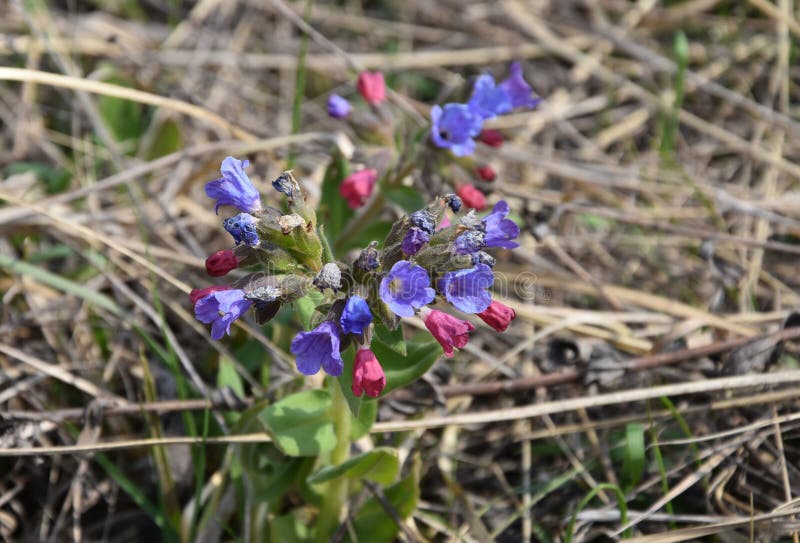 Beautiful Colorful Forest Flowers Stock Photo - Image of blossom, green ...