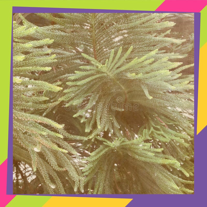 A Beautiful Colorful Frame with Unique Design of Conifer Tree Stock ...