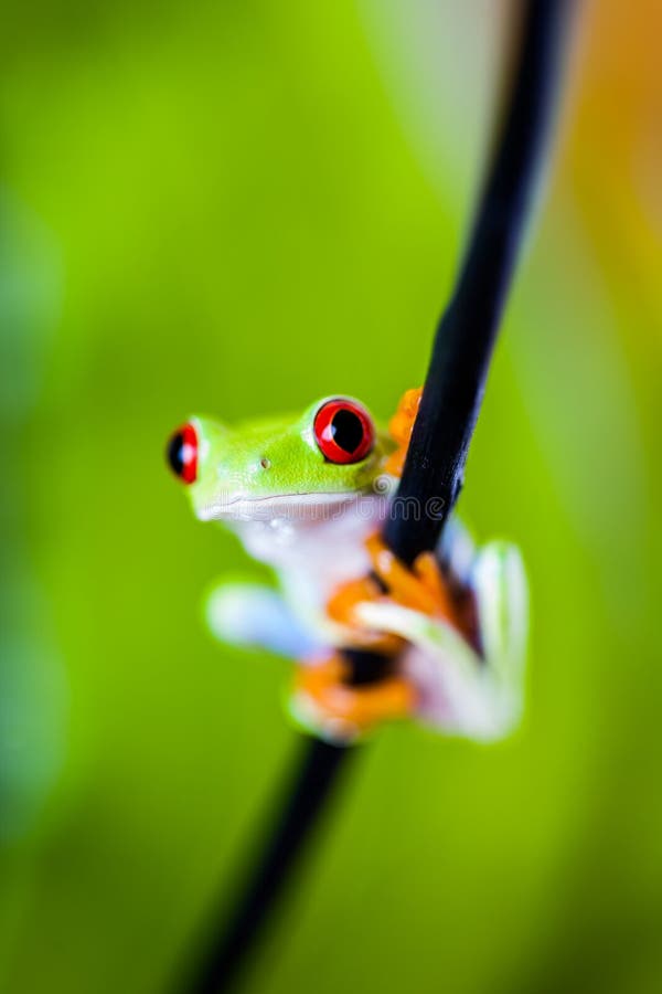 Beautiful colorful frog stock image. Image of cover, green - 37534537