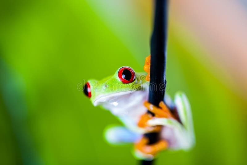 Beautiful colorful frog stock image. Image of experience - 37534539