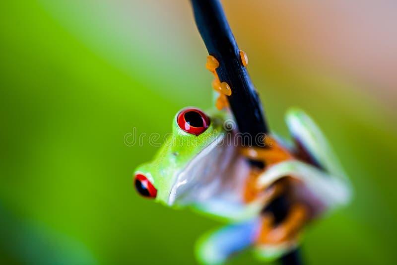 Beautiful colorful frog stock image. Image of card, cover - 37534699