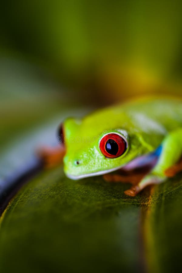 Beautiful colorful frog stock photo. Image of curiosity - 37534366