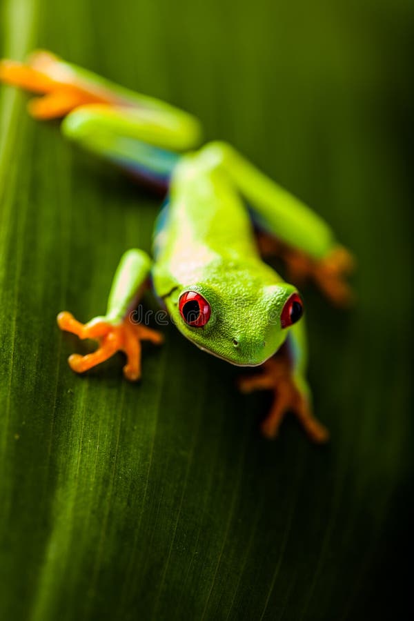 Beautiful Colorful Frog in the Jungle Stock Photo - Image of colorful ...