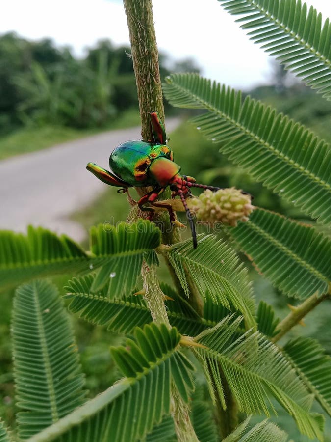 Beautiful and Colorful Insects Stock Photo - Image of leaf, tree: 204473922