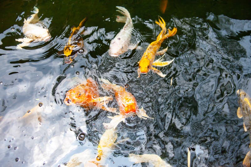 Beautiful Colorful Koi Fish Stock Image - Image of colorful, asian ...