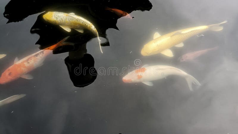 Beautiful Colorful Koi Fish in a Clear Pond Stock Photo - Image of ...