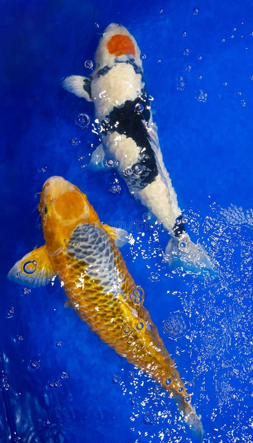 Beautiful, Colorful Koi Fish in the Pond Stock Photo - Image of carps ...