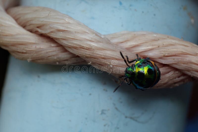 Beautiful and Colorful Ladybug Stock Photo - Image of closeup, biology ...