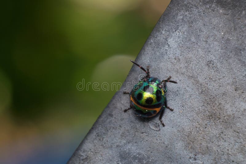 Beautiful and Colorful Ladybug Stock Photo - Image of cheerful, close ...