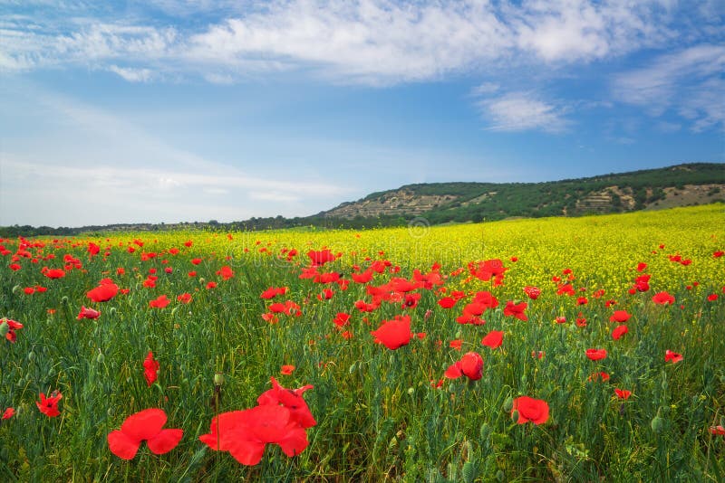 Beautiful Colorful Landscape with Red Poppies. Stock Photo - Image of ...