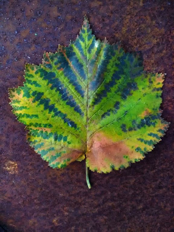 Beautiful Colorful Leaf on a Rusty Surface Stock Photo - Image of ...
