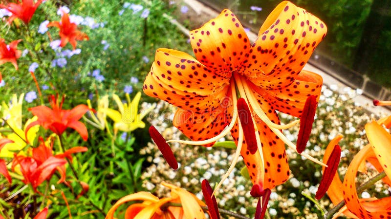 Beautiful Colorful Lily Flower Stock Image - Image of colorful, israel ...