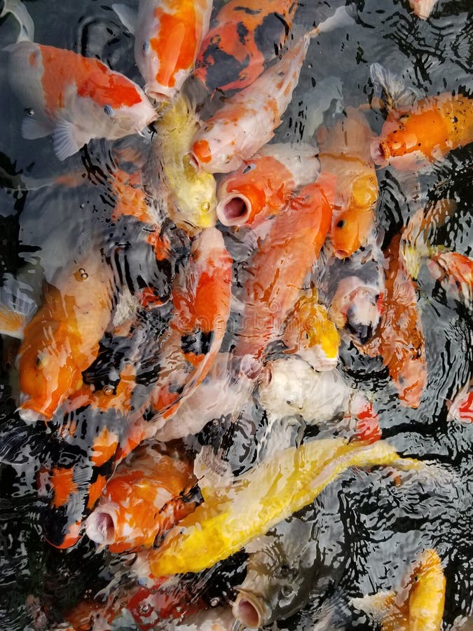Beautiful, Colorful, and Lively Fish in a Koi Pond Stock Photo - Image ...