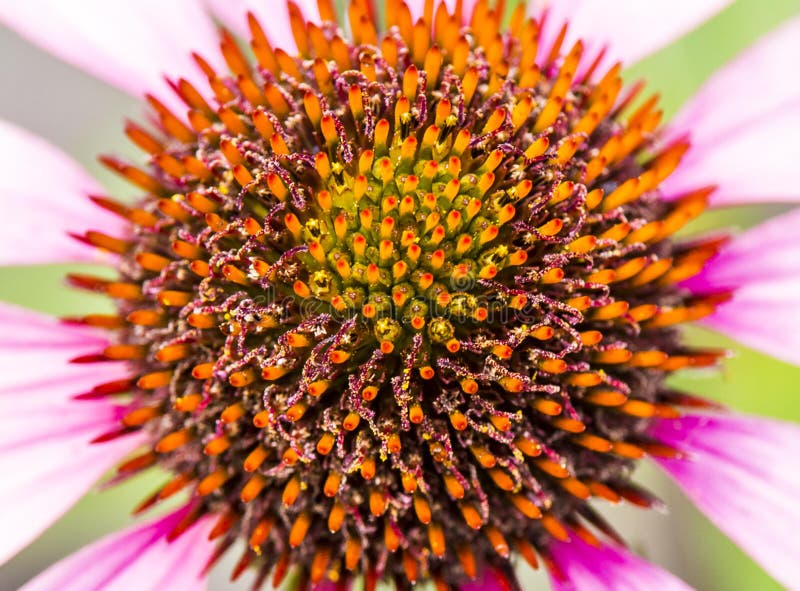 Beautiful Colorful Macro Flower Stock Image - Image of abstract ...