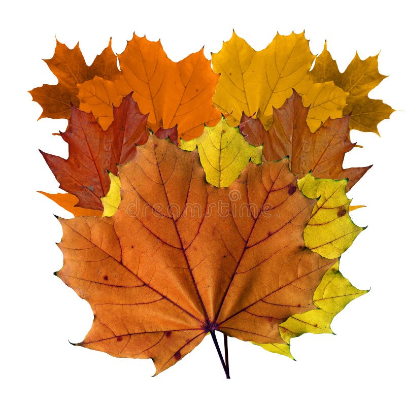 Beautiful Colorful Maple Leaves Stock Image - Image of natural ...