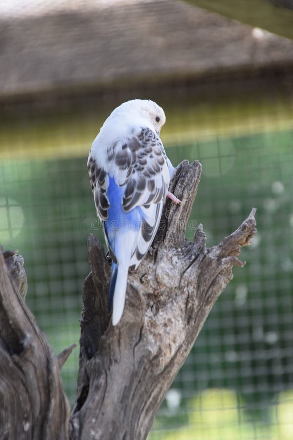 Beautiful Colorful Parkets / Parakeets Stock Image - Image of dutch ...
