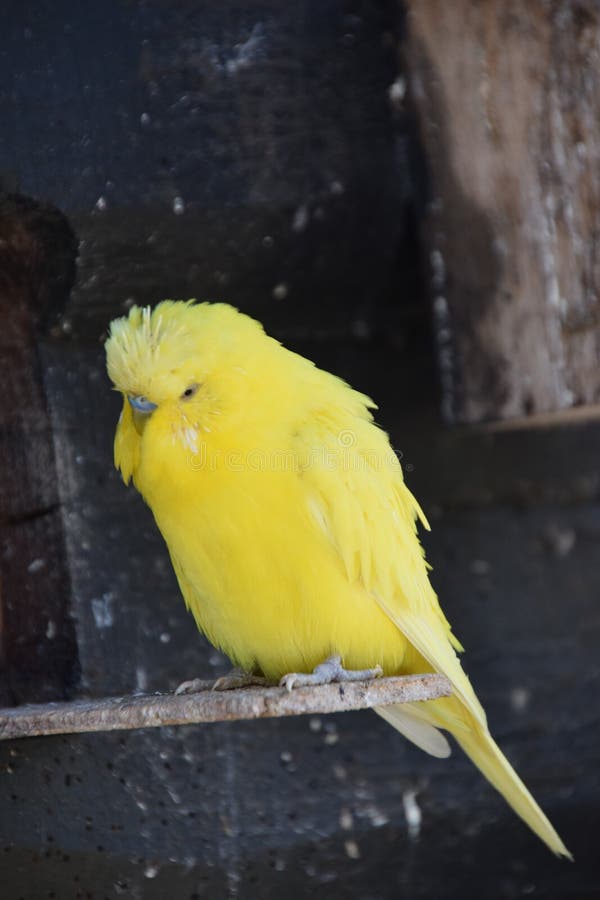 Beautiful Colorful Parkets / Parakeets Stock Photo - Image of dutch ...