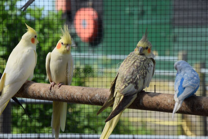 Beautiful Colorful Parkets / Parakeets Stock Image - Image of dutch ...