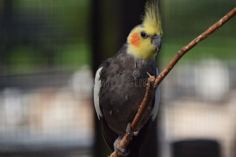 Beautiful Colorful Parkets / Parakeets Stock Image - Image of dutch ...
