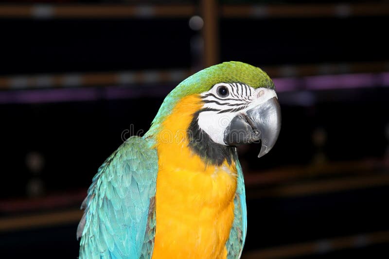 Beautiful Colorful Parrot Picture. Image: 125161