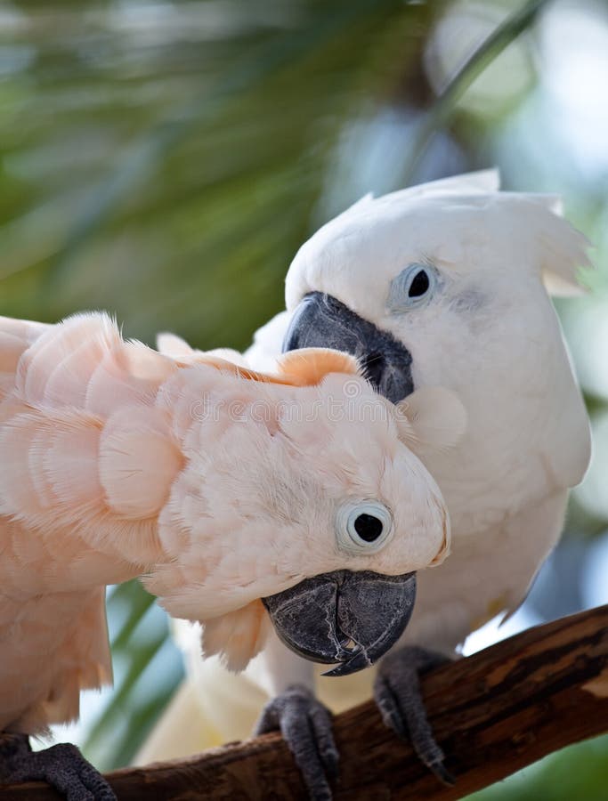 Beautiful colorful parrot stock photo. Image of colorful - 12706632