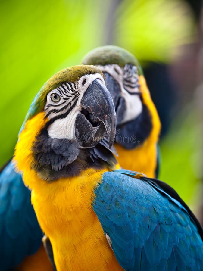Beautiful colorful parrot stock photo. Image of green - 12706984