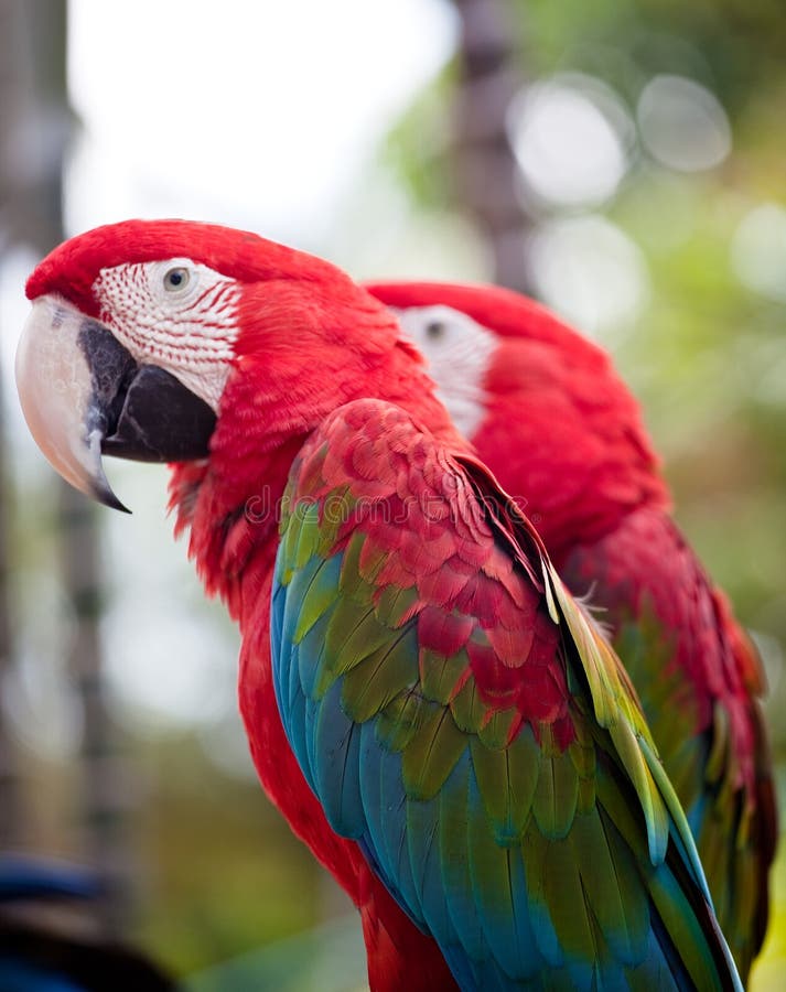Beautiful colorful parrot stock photo. Image of colorful - 12707224