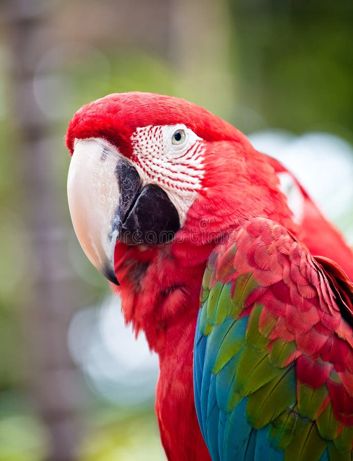 Beautiful colorful parrot stock photo. Image of yellow - 12707272