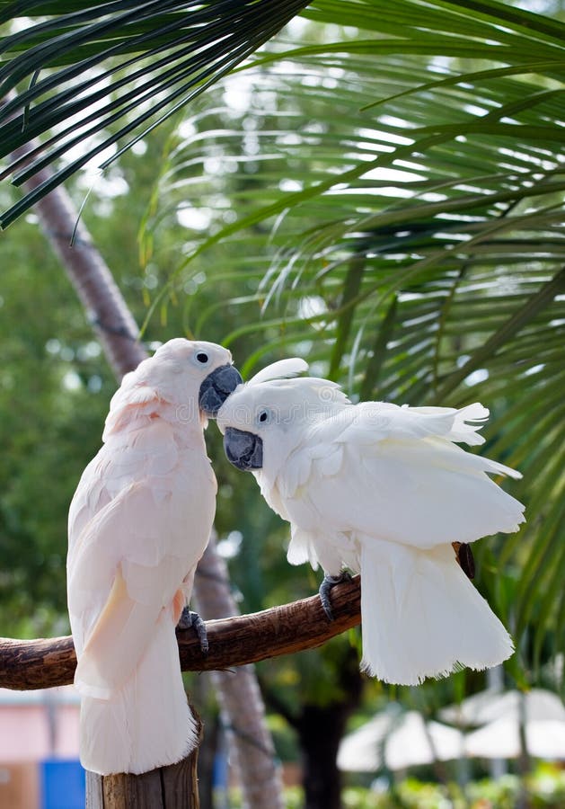 Beautiful colorful parrot stock photo. Image of cute - 12707394