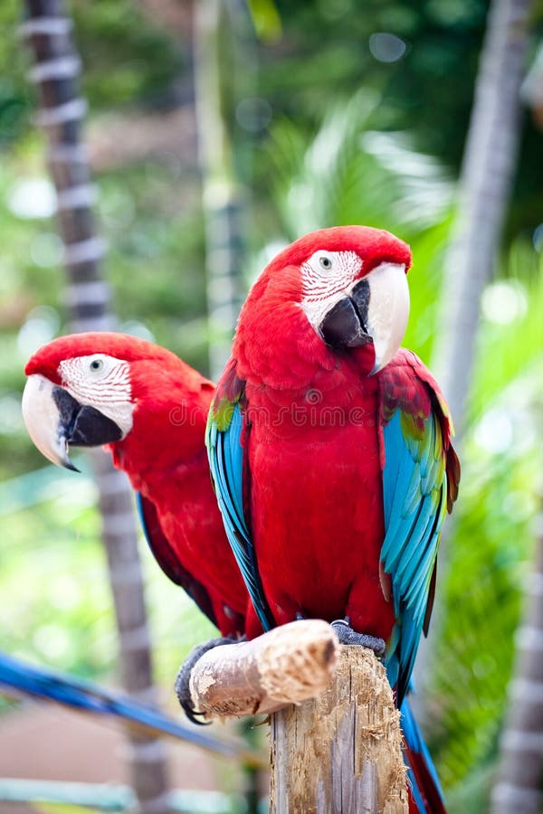 Beautiful colorful parrot stock photo. Image of green - 12707704