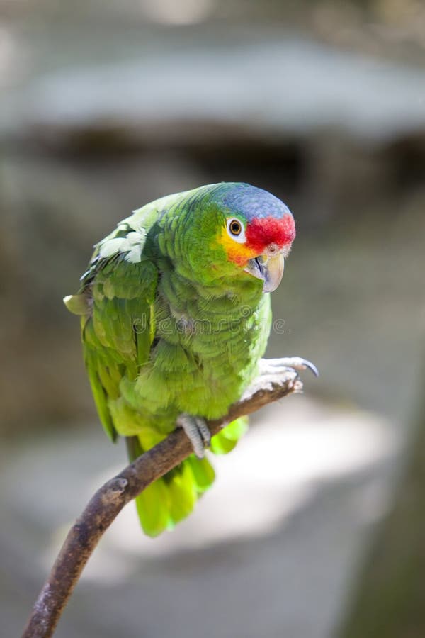 Beautiful colorful parrot stock image. Image of macaw - 18133525