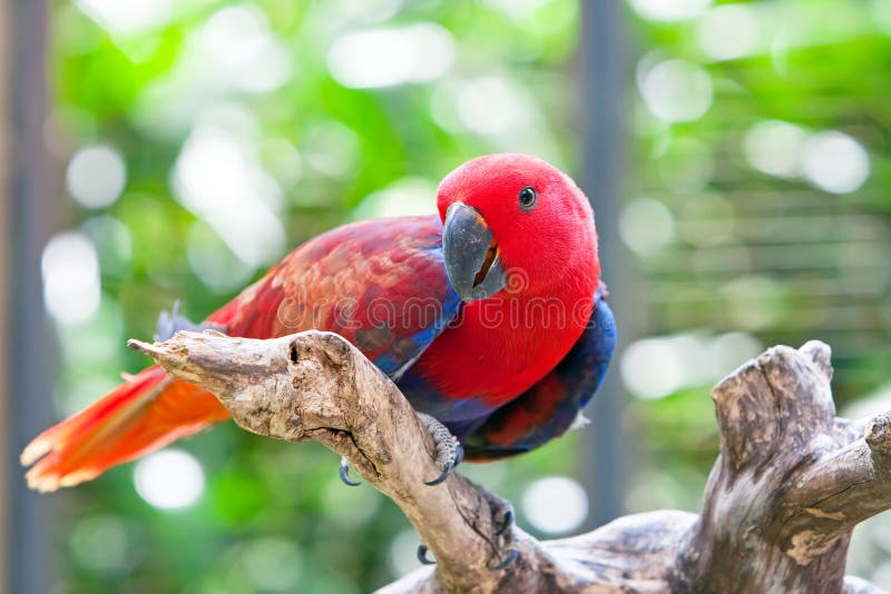 Beautiful colorful parrot stock image. Image of macaw - 18133525