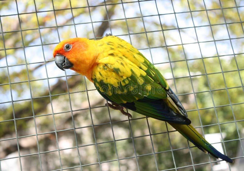 Beautiful Colorful Parrot Bird Stock Image - Image of beautiful, parrot ...