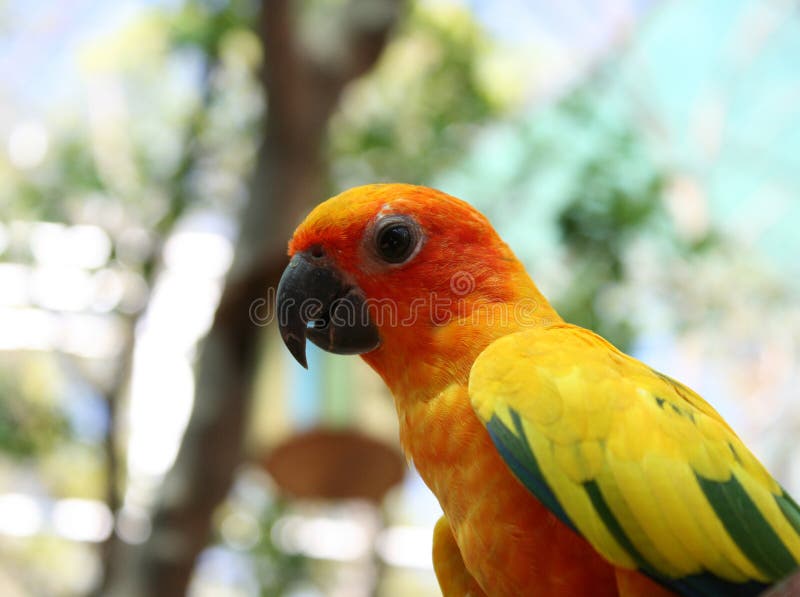 Beautiful Colorful Parrot Bird Stock Image - Image of wing, parrot ...